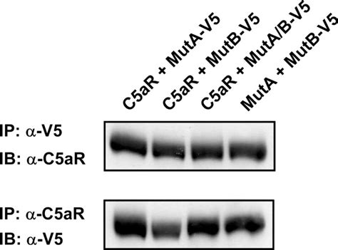 Complement Component 5a Receptor Oligomerization And Homologous