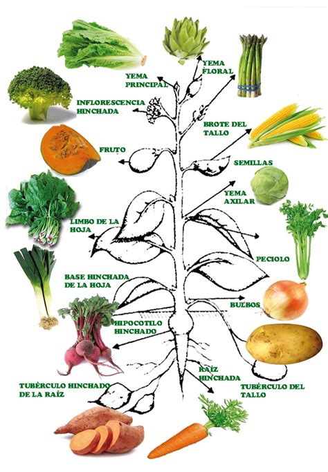 Partes De Una Planta Que Puedes Comer