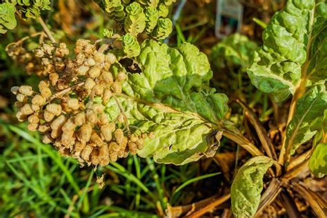 Tips For Overwintering Swiss Chard Gardeners Path
