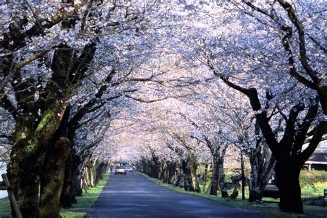 مهرجان أزهار الكرز في منتزه موتشيو Travel Japan هيئة السياحة