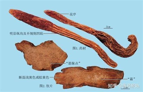 带你识别锁阳 知乎