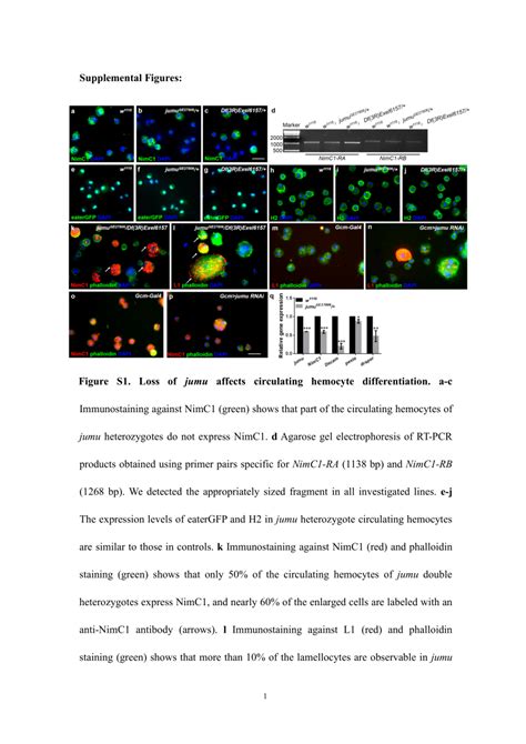 Pdf Jumu Is Required For Circulating Hemocyte Differentiation And Phagocytosis In Drosophila