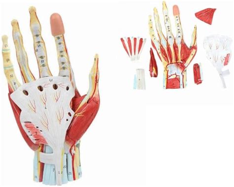 Hand And Wrist Anatomical Chart Anatomy Models And Anatomical Charts
