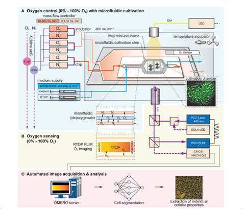 Figure Overview Of The Microfluidic Cultivation System For Download Scientific Diagram