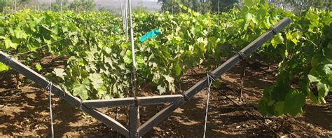 Staking Cords For Agriculture Garware Technical Fibres Ltd