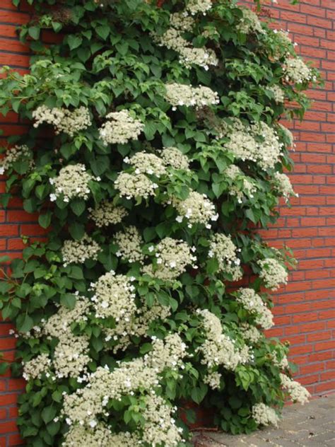 Climbing Hydrangea Vine On Trellis