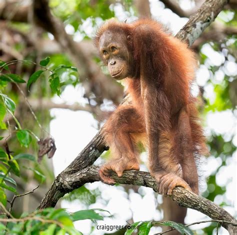 10 Fascinating Facts About Orangutans And Their Fight To Survive
