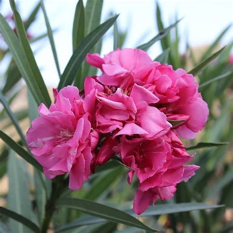 6 Pink Oleander Hardy Pink Nerium Oleander Live Plants Thriving In