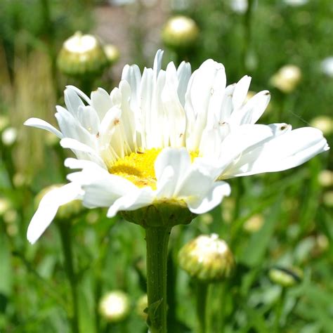 Daisy Expression Photograph By Patricia Sanders Fine Art America