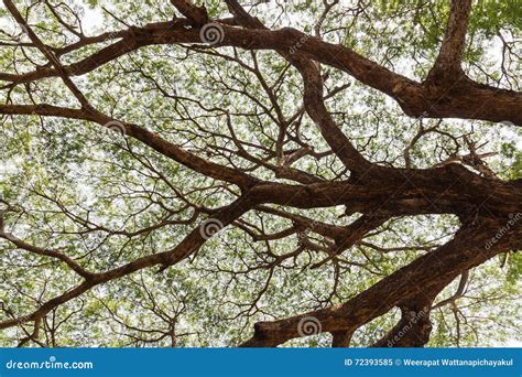 The Claw Tree Stock Image Image Of Detail Leaf Closeup