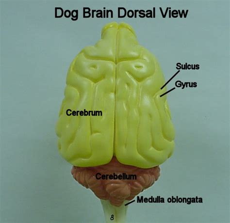 Dog Brain Facts Structure Anatomy √ Dogica®