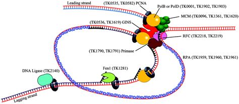 Dna Replication Santanglo Lab