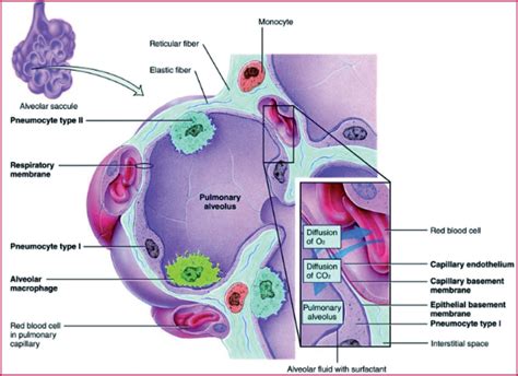 221 Organs And Structures Of The Respiratory System A Roadmap To