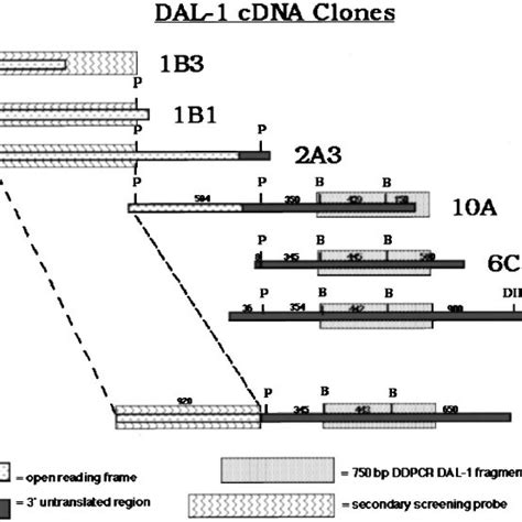 Characterization Of Cdna Clones Isolated From A Human Lung Cdna Library Download Scientific