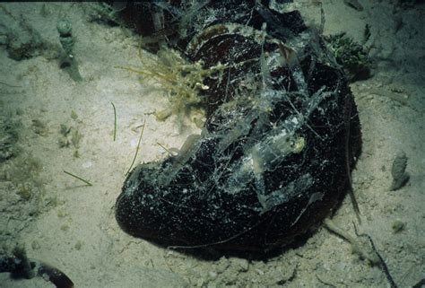 Holothuroidea
