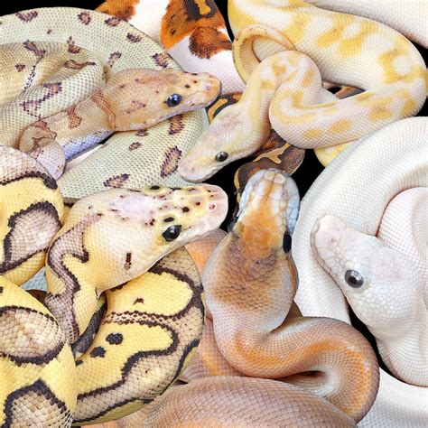 Blue Eyed Lucy Ball Python For Sale Wilbanks Captive Bred Reptiles