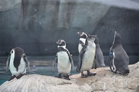 大阪・天王寺動物園 ペンギン ゆるゆると流されるままに Photo Daily