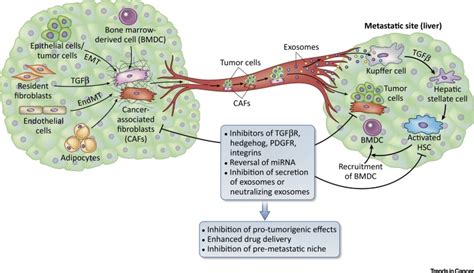 Cancer Associated Fibroblasts Perspectives In Cancer Therapy Trends In Cancer