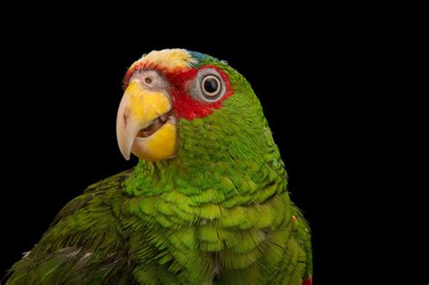 White Fronted Amazon Amazona Albifrons Nana Joel Sartore