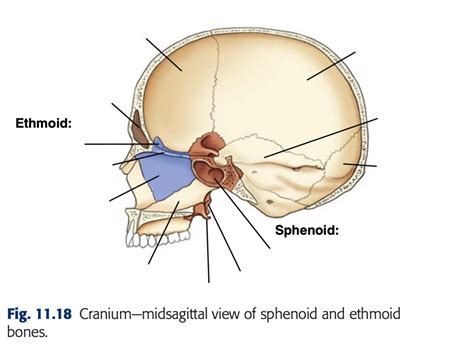 Fig 11 18 Cranium—midsagittal View Of Sphenoid And Ethmoid Bones Diagram Quizlet
