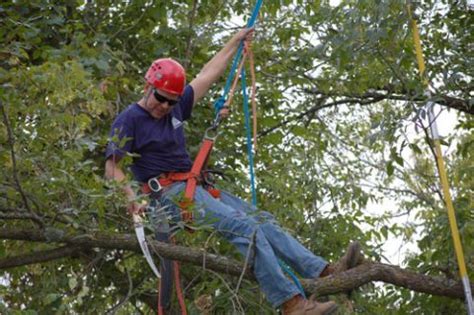 How To Hire A Tree Care Professional U Of M Extension Tree Care Urban Forestry Tree