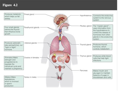 Module 6 Flashcards Quizlet