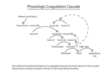 Coagulation Cascade