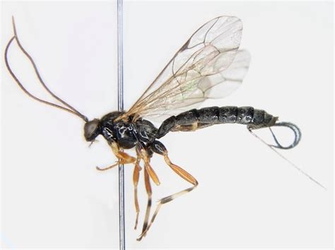 ヒラタヒメバチ亜科 Pimplinae Wesmael 1845 Information Station Of Parasitoid Wasps