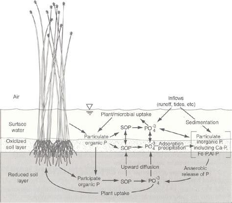 3 Phosphorus Cycle In Shallow Lakes Sop Denotes For Soluble Organic
