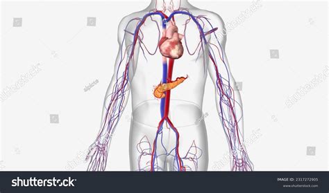 Retroperitoneal Lymph Nodes Anatomy