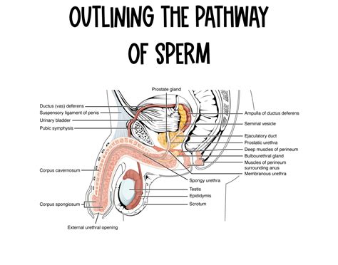 pathway of sperm for male reproductive system — printable worksheet