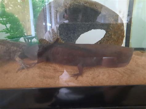 What Sex Is My Axolotl R Axolotls