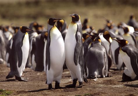 Emperor Penguin Habitat