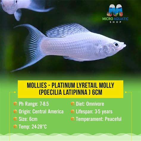 Mollies Platinum Lyretail Molly Poecilia Latipinna 6cm Aquatic