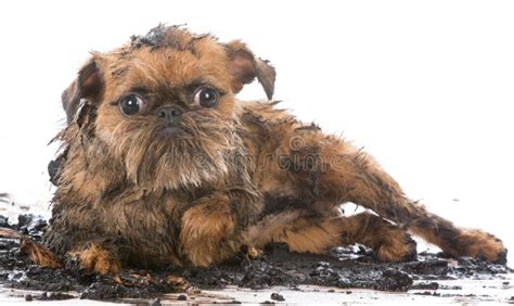 Schmutziger Schlammiger Hund Stockfoto Bild Von Gefühl Reinrassig