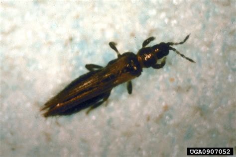 Vermont Invasive Insects At Dolores Robertson Blog