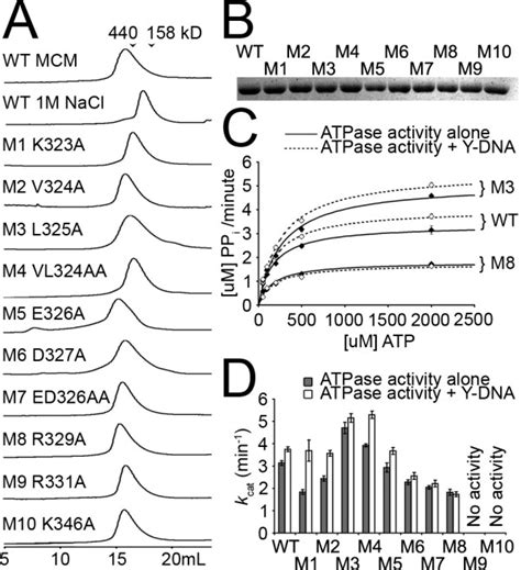 The Results Of Fplc And Atpase Analysis A Fplc Analysis Of The