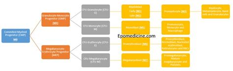Concept Of Acute Myeloid Leukemia Aml Fab Classification Epomedicine