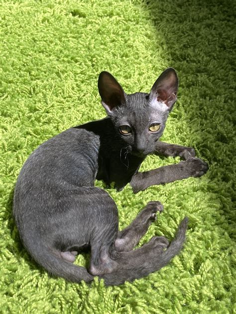 168 Best R Cornishrex Images On Pholder Hellooo Pudding 🥰