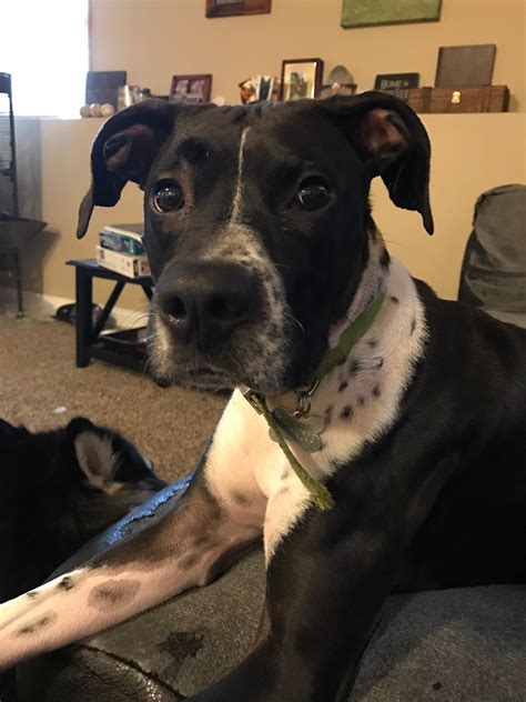 If You Ve Never Seen A Pointer Boxer Mix Before Congrats I Wanna Keep