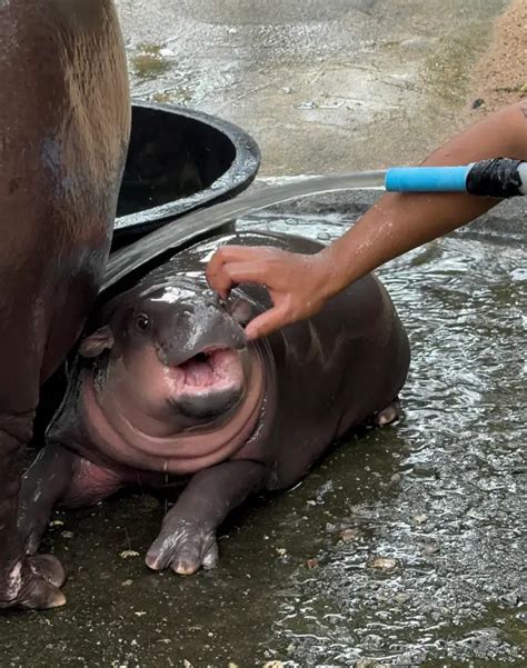 I Visited Moo Deng Today