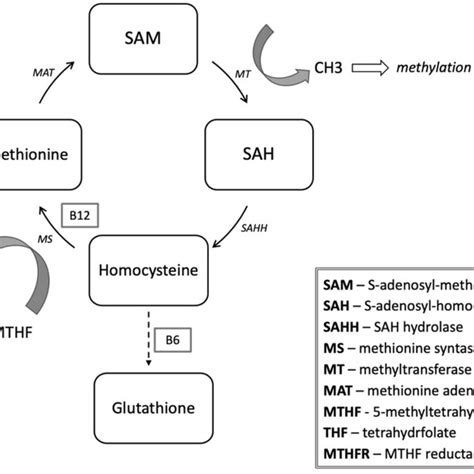 The Methionine—homocysteine Metabloic Pathway Download Scientific Diagram