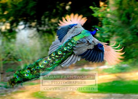 Peacock Flying