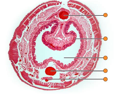 Earthworm Cross Section Diagram Quizlet
