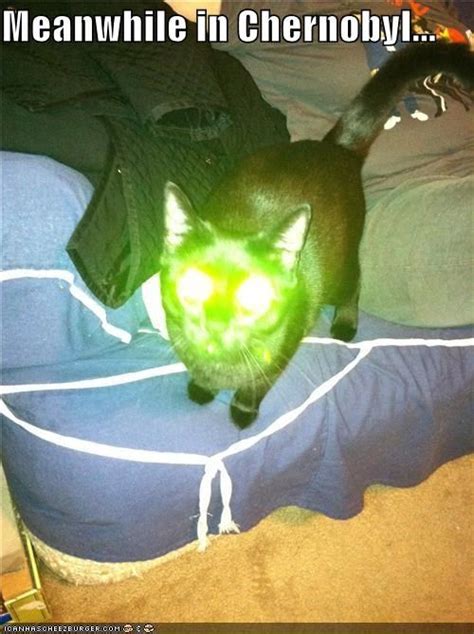Chernobyl Animals Meme Chernobyl Mutations Animal Memes Page 1 Line