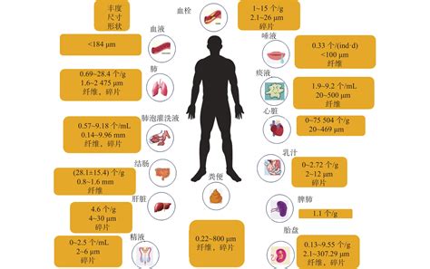 人体微纳塑料研究现状及存在的主要问题