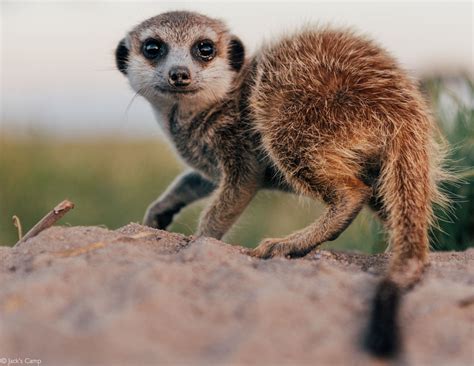 Marvellous Meerkats Mongooses Of The Desert Africa Geographic