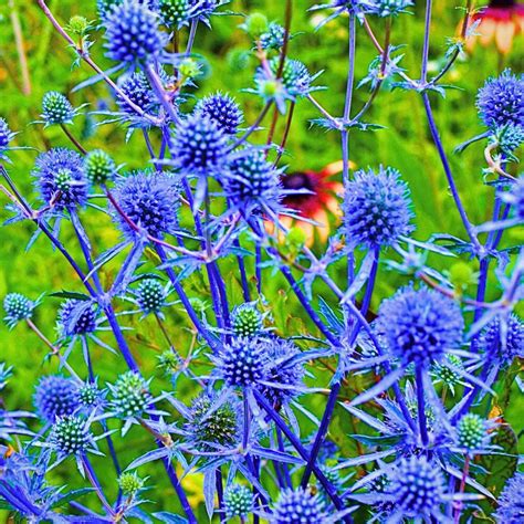 Blue Holly Sea Star Eryngium 25 Flower Seeds Etsy