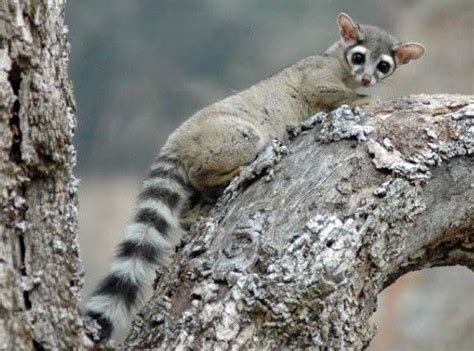 Click To Watch Video About Ringtail Cat Cute Animals Tattoo Nature