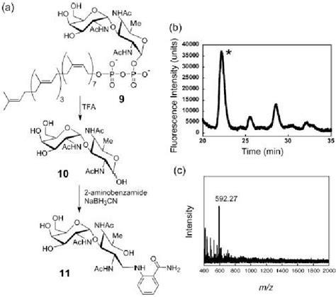 Undecaprenyl Pyrophosphate Semantic Scholar